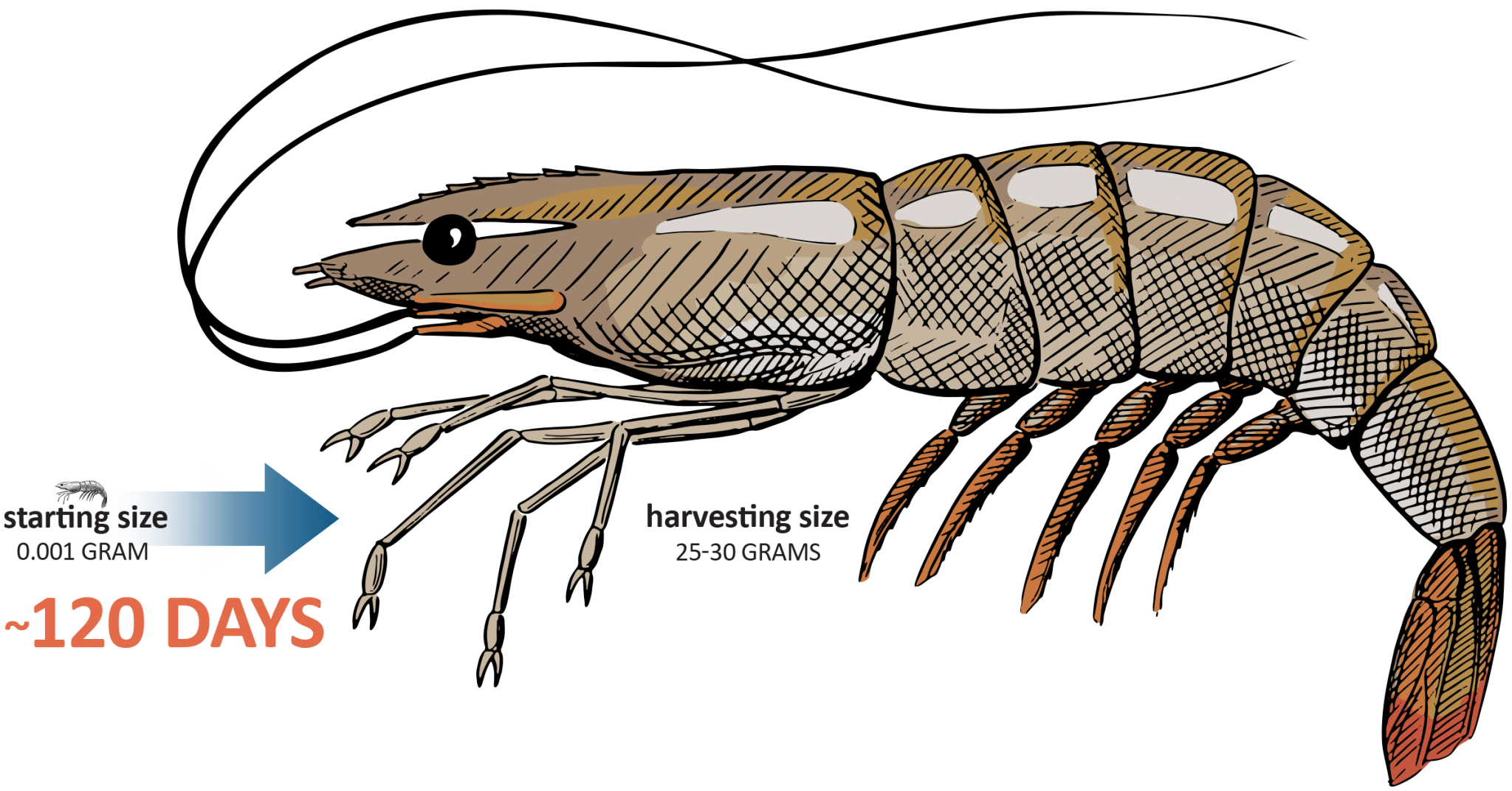 About | Sustainable Aquaculture Shrimp System | Grand Shrimp